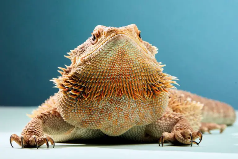 Reptiles » Características, Alimentación, Hábitat, Reproducción, Depredadores