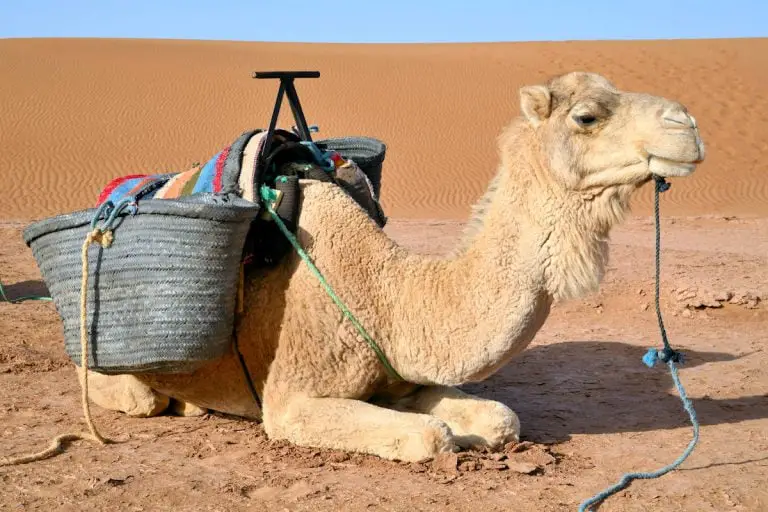 Perro » Características, Alimentación, Hábitat, Reproducción, Depredadores