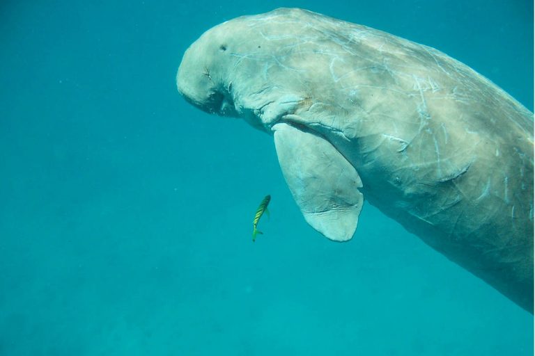 Dugongo » Características, Alimentación, Hábitat, Reproducción ...