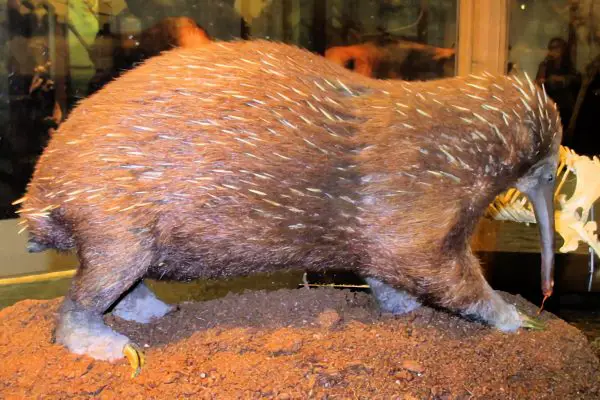 Equidna » Características, Alimentación, Hábitat, Reproducción ...