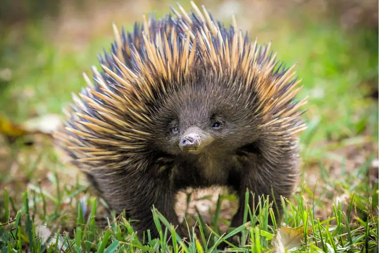 Panda Rojo » Características, Alimentación, Hábitat, Reproducción ...