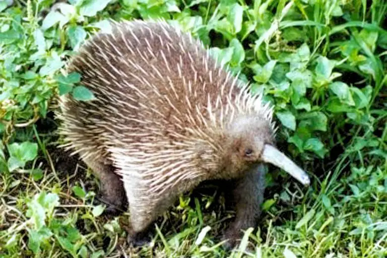 Tigre De Bengala » Características, Alimentación, Hábitat, Reproducción ...