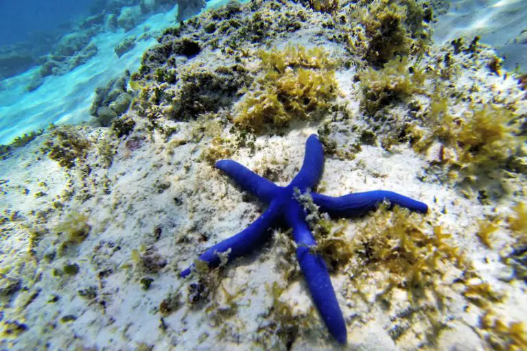 Estrella De Mar ⭐ Características, Alimentación, Hábitat, Reproducción ...