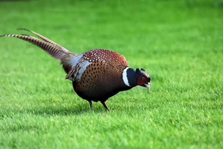 Aves Carnívoras » Características, Alimentación, Hábitat, Reproducción ...