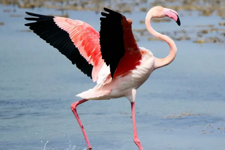 Aves Carnívoras » Características, Alimentación, Hábitat, Reproducción ...