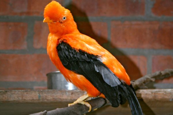 Gallito De Las Rocas » Características, Alimentación, Hábitat ...