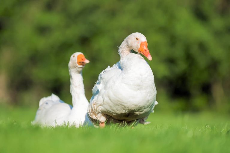 Ganso » Características, Alimentación, Hábitat, Reproducción, Depredadores