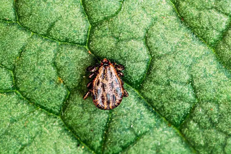 Garrapata » Características, Alimentación, Hábitat, Reproducción ...