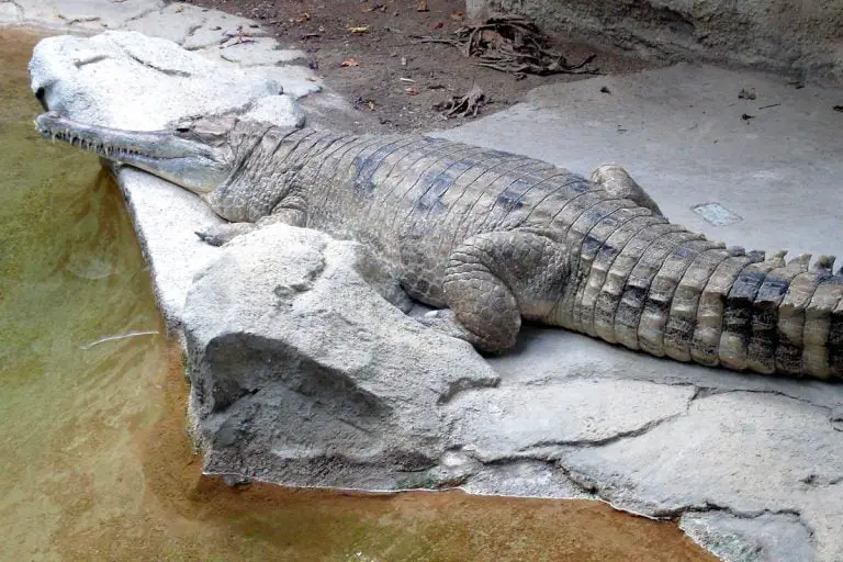 Gavial Del Ganges » Características, Alimentación, Hábitat ...