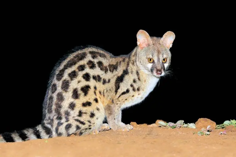 Diablo De Tasmania » Características, Alimentación, Hábitat ...