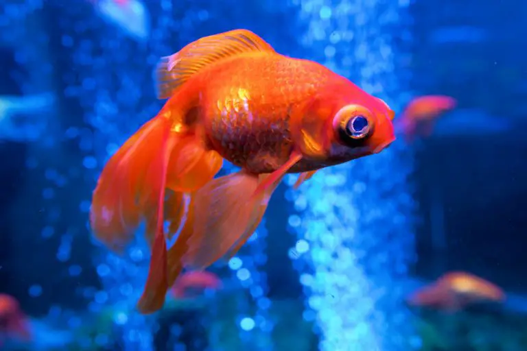 Pez Payaso » Características, Alimentación, Hábitat, Reproducción ...