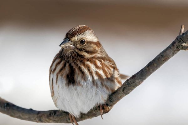 Gorrión » Características, Alimentación, Hábitat, Reproducción ...