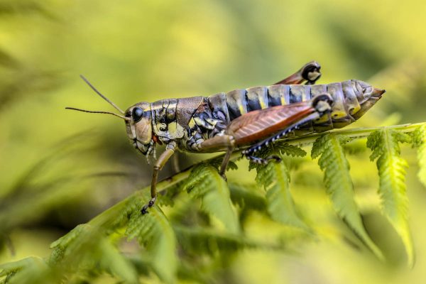 Grillo » Características, Alimentación, Hábitat, Reproducción, Depredadores