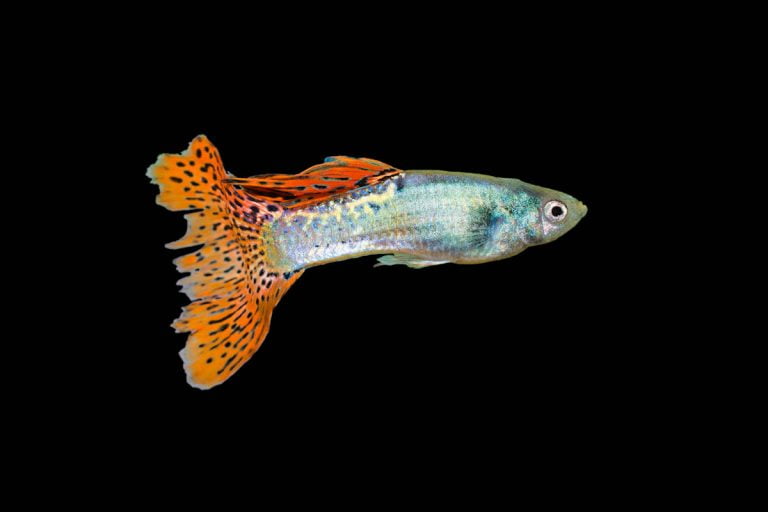 Goldfish » Características, Alimentación, Hábitat, Reproducción ... Goldfish » Características, Alimentación, Hábitat, Reproducción ...