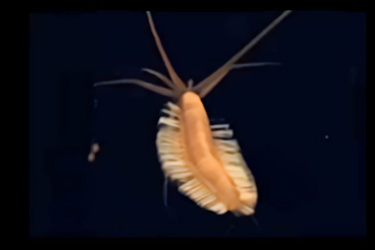 Gusano Calamar » Características, Alimentación, Hábitat, Reproducción ...