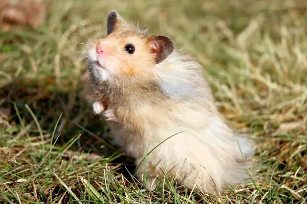 Hámster » Características, Alimentación, Hábitat, Reproducción ...