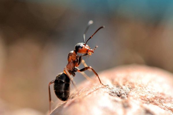Hormiga ⭐ Características, Alimentación, Hábitat, Reproducción ...