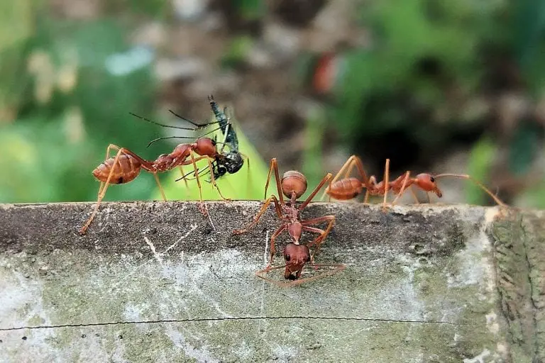 Abeja » Características, Alimentación, Hábitat, Reproducción, Depredadores