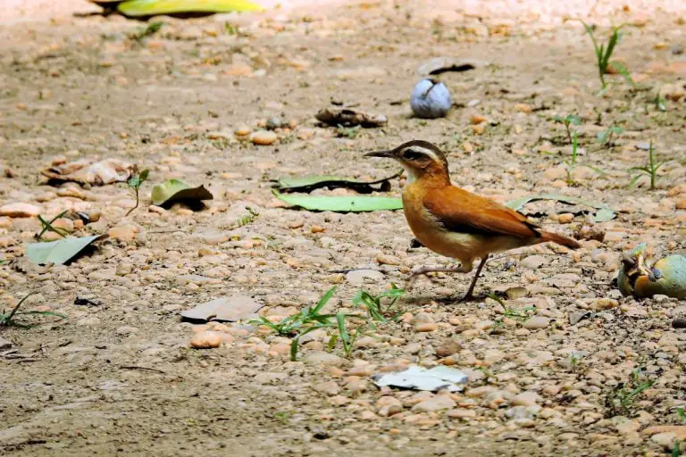 Hornero » Características, Alimentación, Hábitat, Reproducción ...