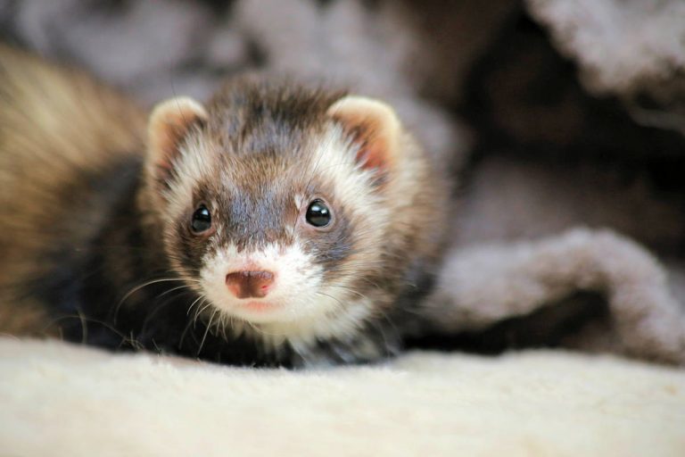 Hurón » Características, Alimentación, Hábitat, Reproducción, Depredadores