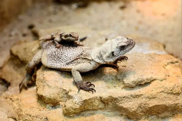 ANIMALES DEL DESIERTO » Significado, Características, Clasificación Y ...