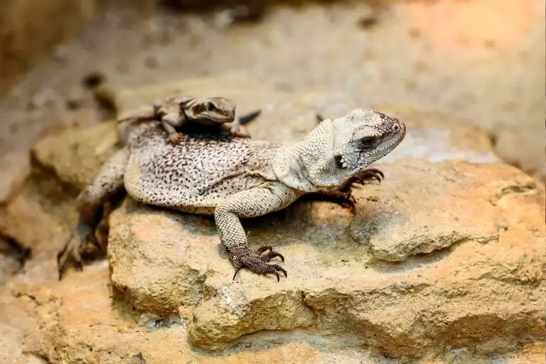 Lagarto Jesús » Características, Alimentación, Hábitat, Reproducción ...