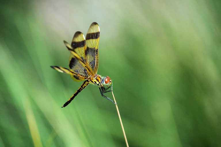 Insectos Del Bosque » Características, Alimentación, Hábitat ...