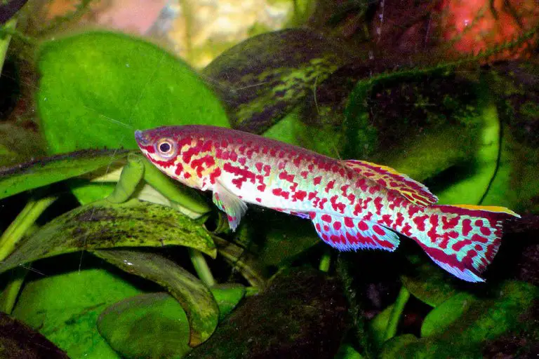 Pez Espada » Características, Alimentación, Hábitat, Reproducción ...