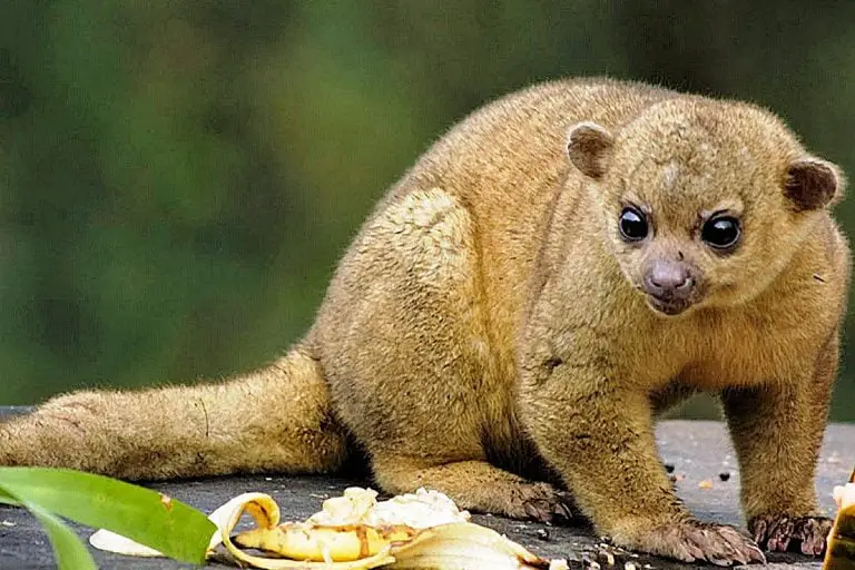 Petauro Del Azúcar » Características, Alimentación, Hábitat ...