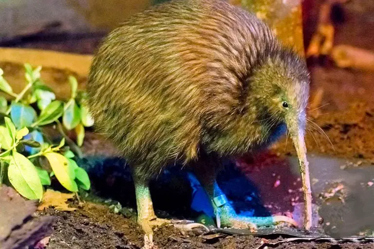 Aves Extintas » Características, Alimentación, Hábitat, Reproducción ...