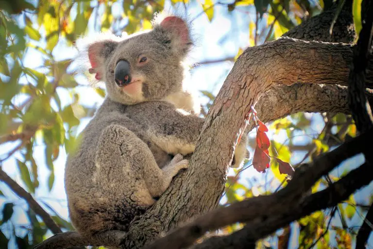 Koala Características, Alimentación, Hábitat, Reproducción, Depredadores