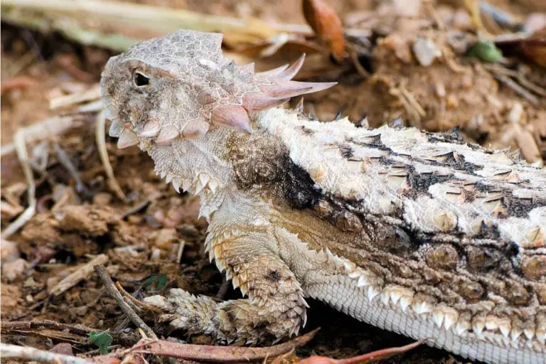 Dragón Volador » Características, Alimentación, Hábitat, Reproducción ...