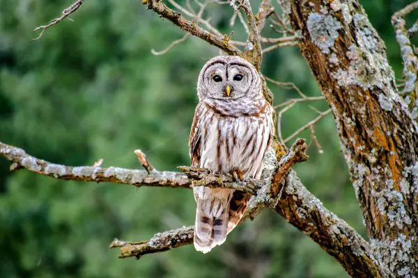 ANIMALES AÉREOS » Significado, Características, Clasificación Y Ejemplos