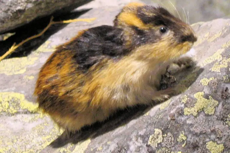 Rata Blanca » Características, Alimentación, Hábitat, Reproducción ...