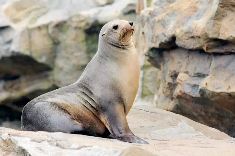 ANIMALES EXTINTOS » Significado, Características, Clasificación Y Ejemplos