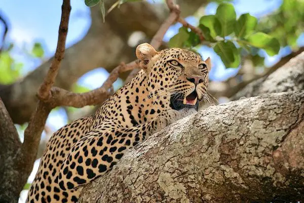 Leopardo » Características, Alimentación, Hábitat, Reproducción ...