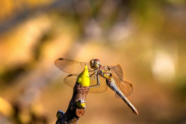 Libélula » Características, Alimentación, Hábitat, Reproducción ...
