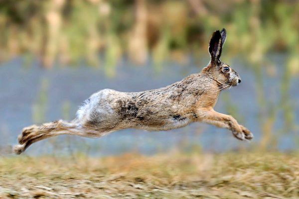 Liebre » Características, Alimentación, Hábitat, Reproducción, Depredadores