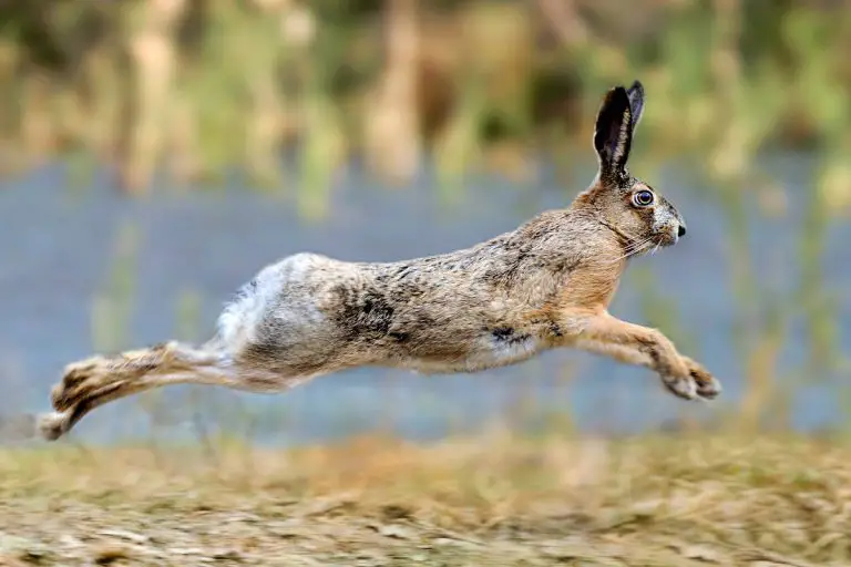 Zorro Del Desierto » Características, Alimentación, Hábitat ...