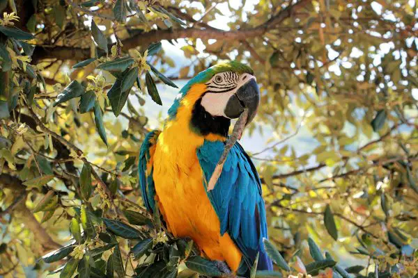 Loro » Características, Alimentación, Hábitat, Reproducción, Depredadores