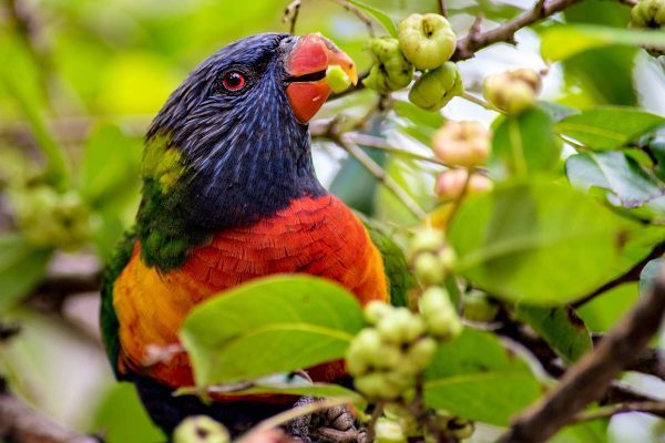 Aves Extintas » Características, Alimentación, Hábitat, Reproducción ...