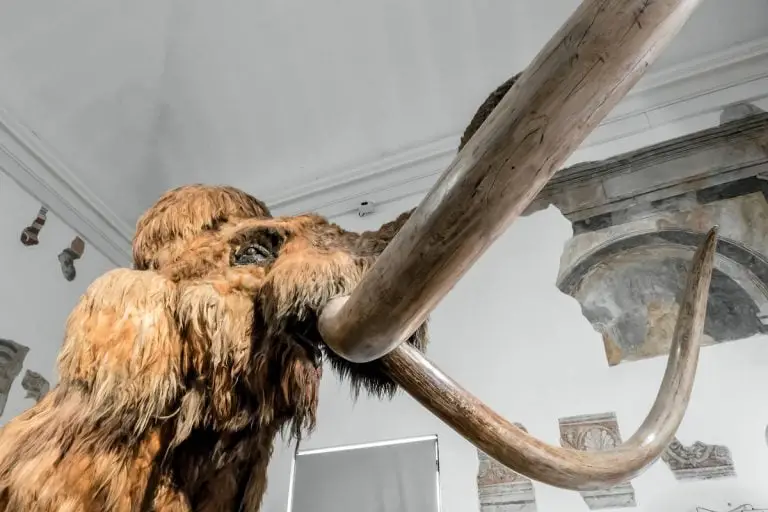 Oso Polar » Características, Alimentación, Hábitat, Reproducción ...