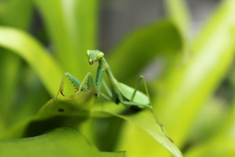 Mantis Religiosa » Características, Alimentación, Hábitat, Reproducción ...