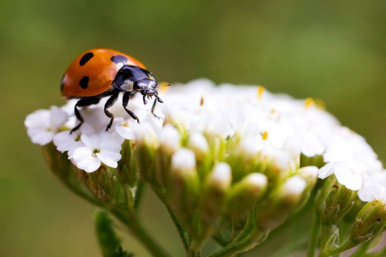 Insectos Del Bosque » Características, Alimentación, Hábitat ...