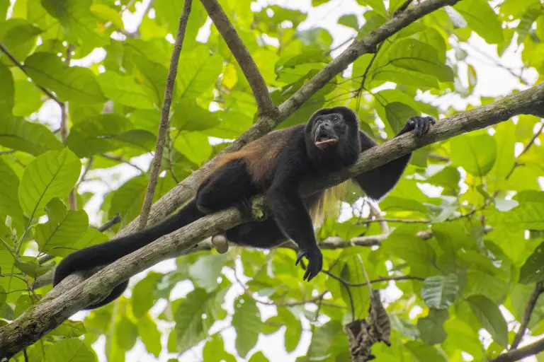 Perro » Características, Alimentación, Hábitat, Reproducción, Depredadores