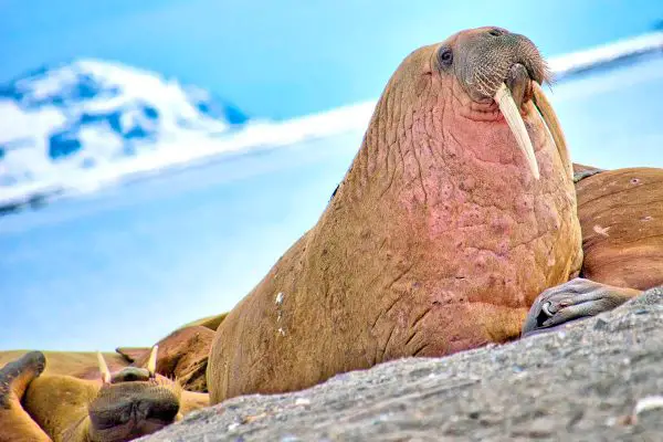 Marsupiales » Características, Alimentación, Hábitat, Reproducción ...