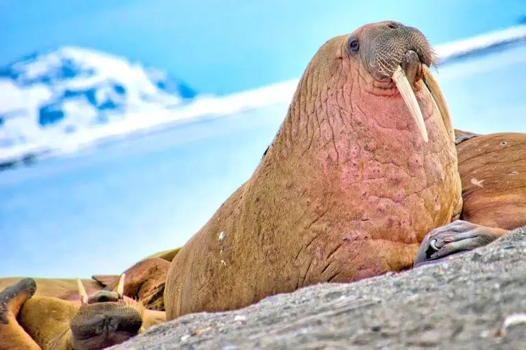 Morsa » Características, Alimentación, Hábitat, Reproducción, Depredadores