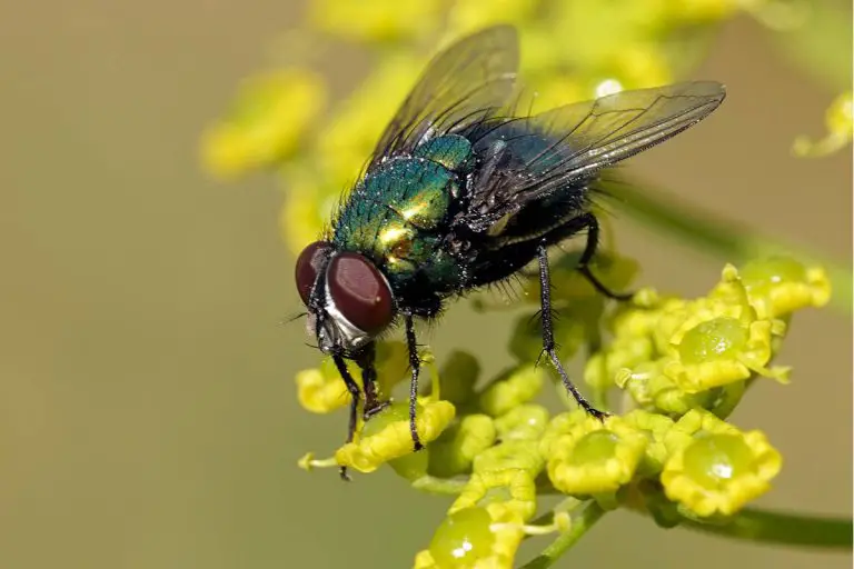 Mosca » Características, Alimentación, Hábitat, Reproducción, Depredadores