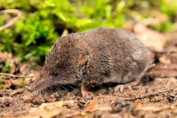 Musaraña » Características, Alimentación, Hábitat, Reproducción ...