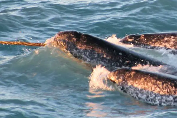 Narval » Características, Alimentación, Hábitat, Reproducción, Depredadores